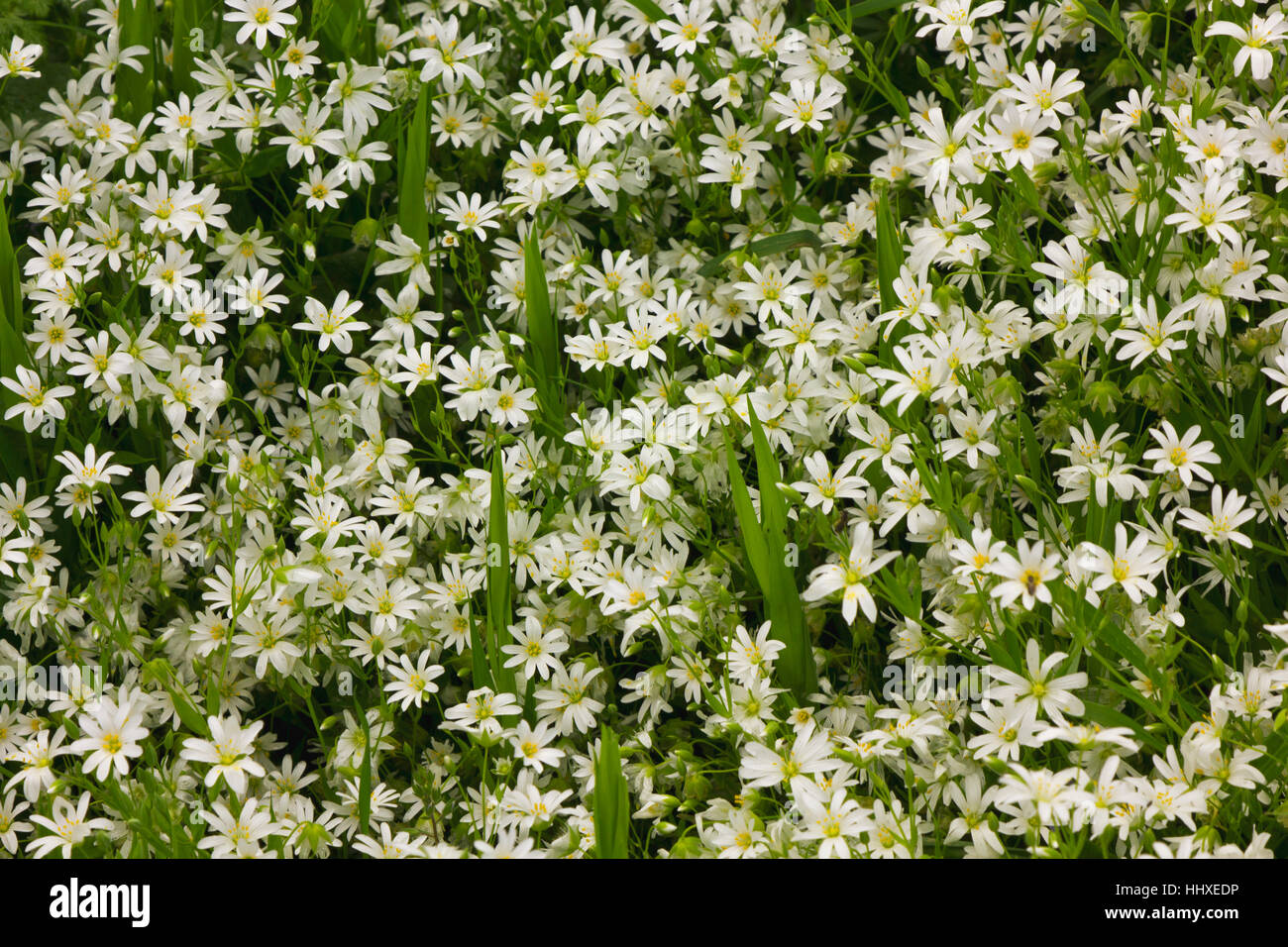 Fresh spring flowers Stock Photo - Alamy