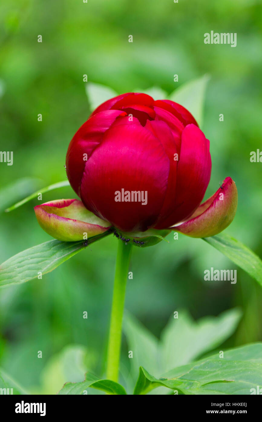 Red Peony flower closeup Stock Photo - Alamy