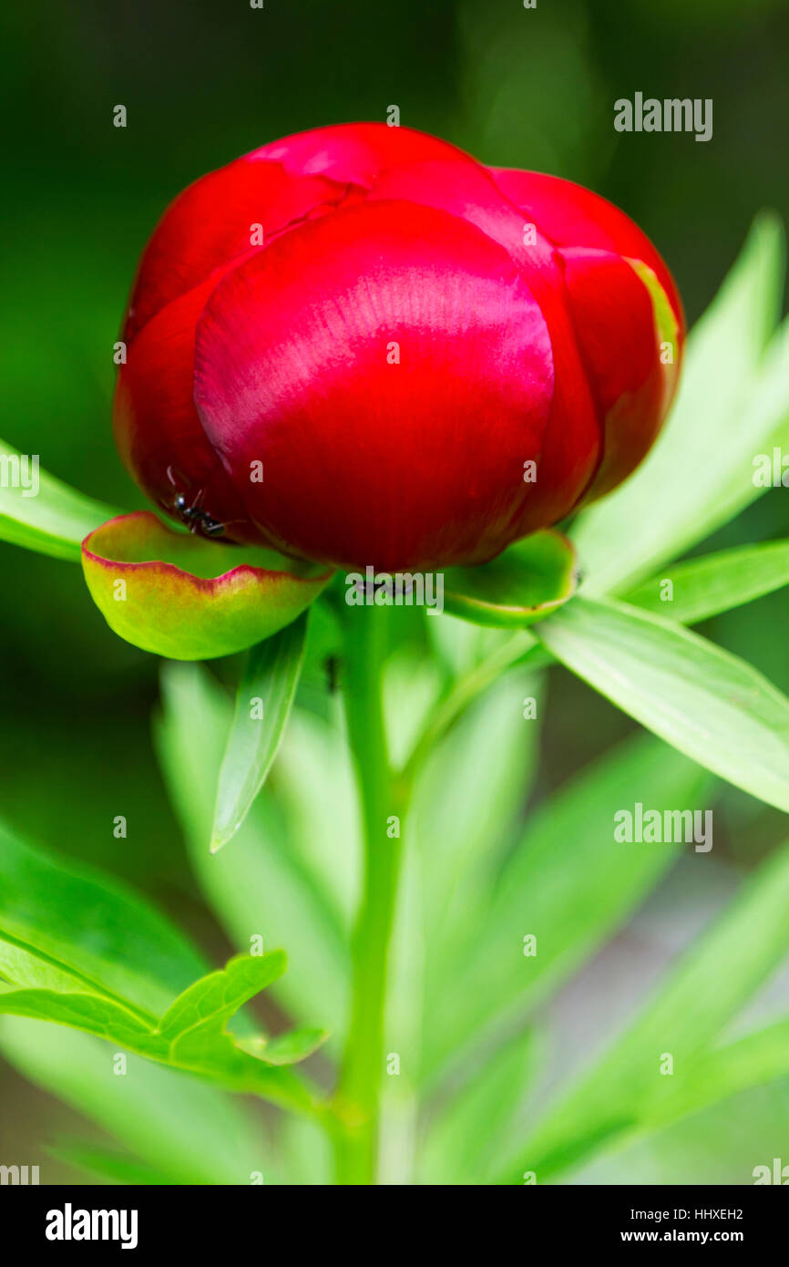 Beautiful red peony bud hi-res stock photography and images - Alamy