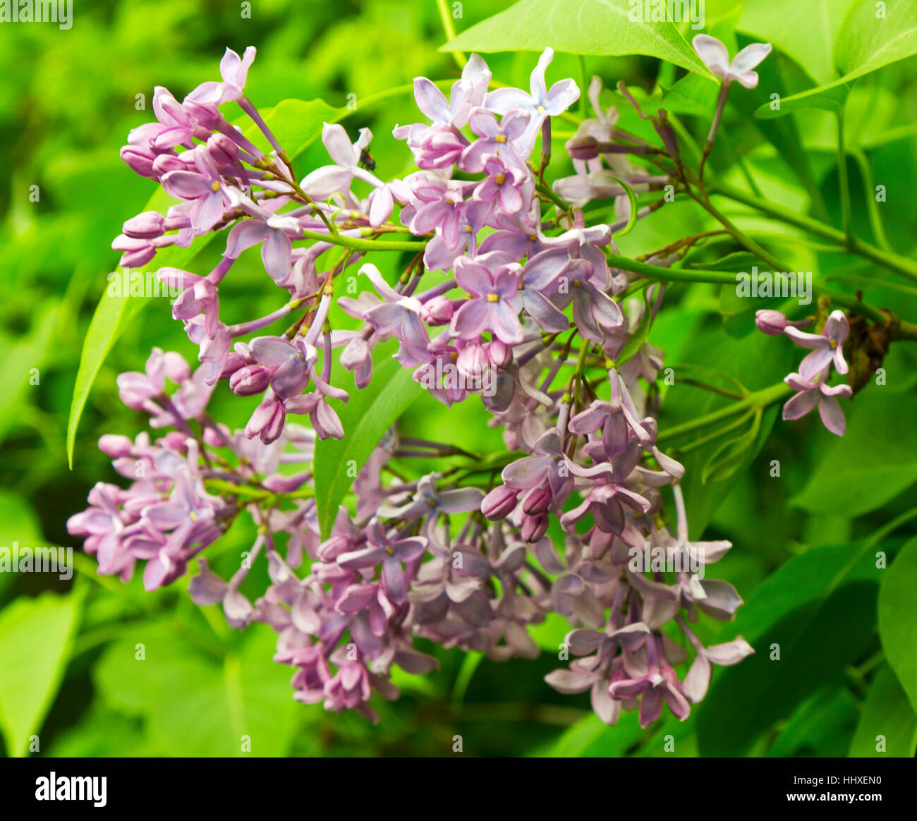 Beautiful Lilac flowers closeup Stock Photo - Alamy