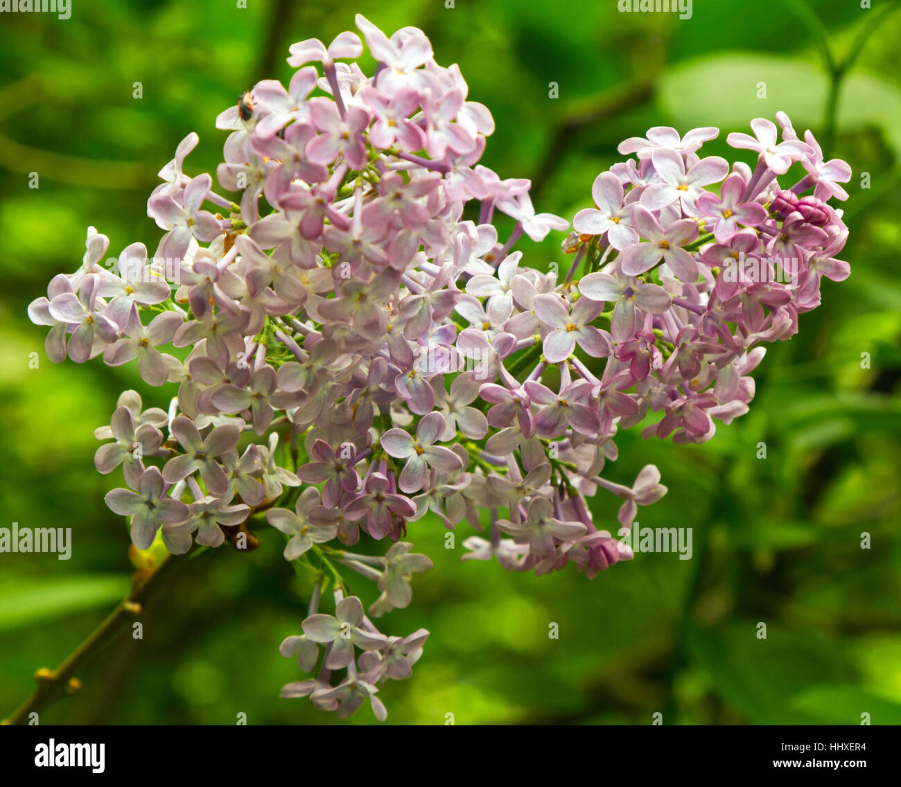 Beautiful Lilac flowers closeup Stock Photo - Alamy