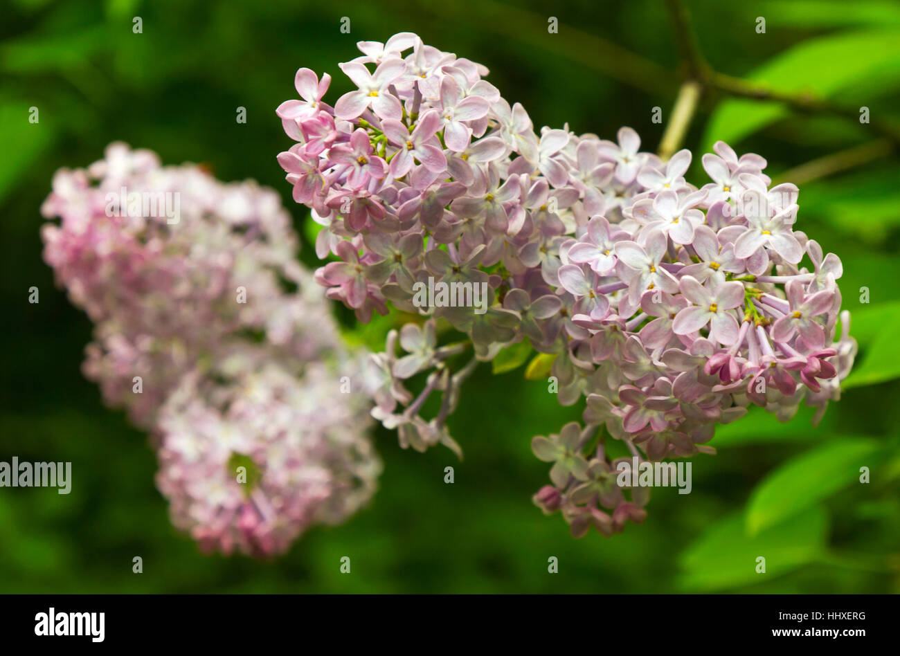 Beautiful Lilac flowers closeup Stock Photo - Alamy