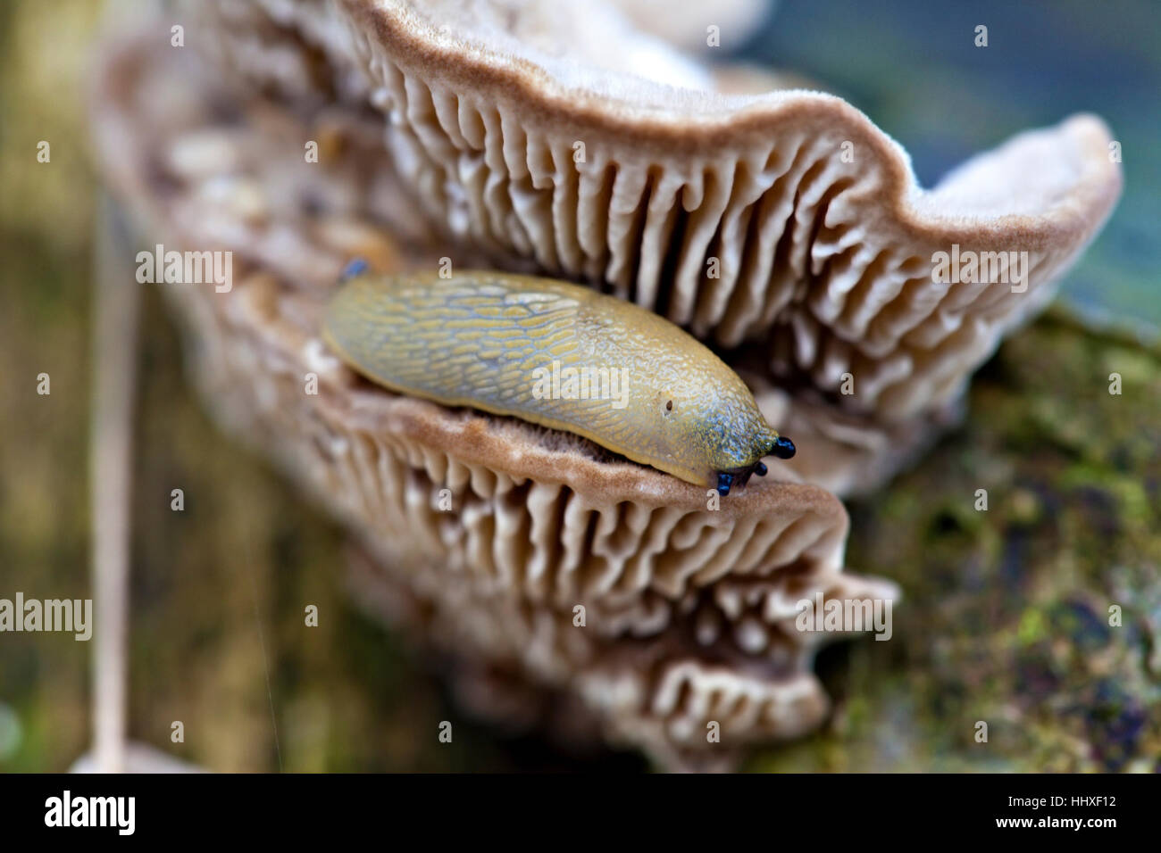Slug eating mushroom hi-res stock photography and images - Alamy