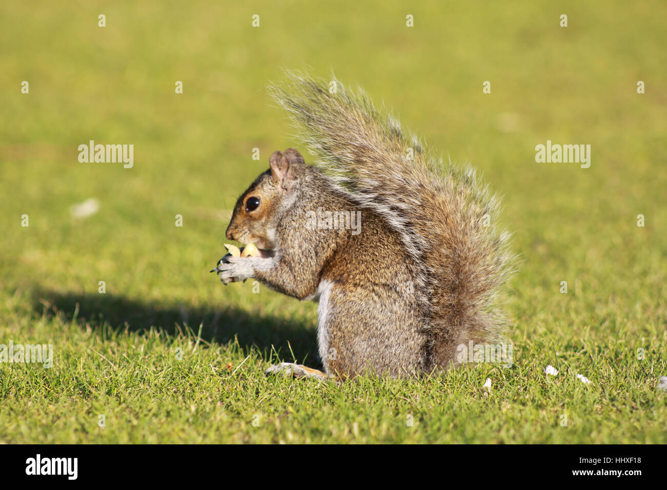 food, aliment, park, wild, animals, nuts, squirrel, walnut, meadow ...