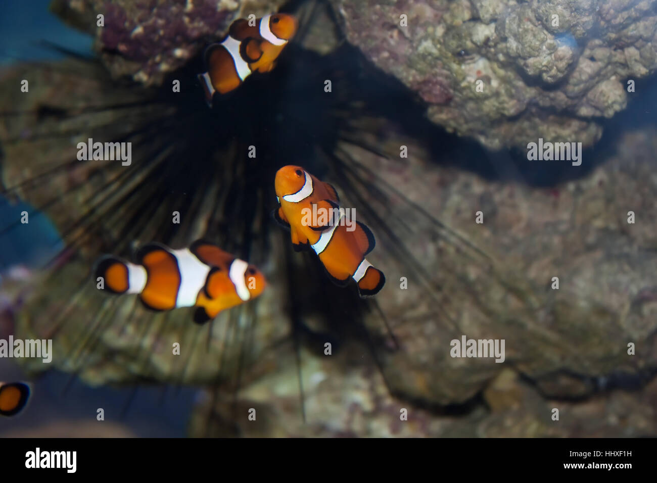 animal, wild, fish, black, swarthy, jetblack, deep black, tail, fins ...