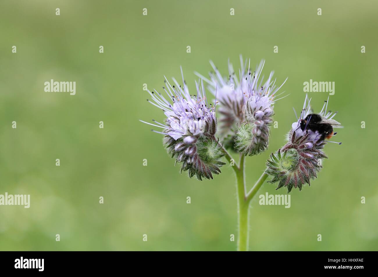 insect, bumblebee, bee, insect, bumblebee, toxic, poisonous, bee ...