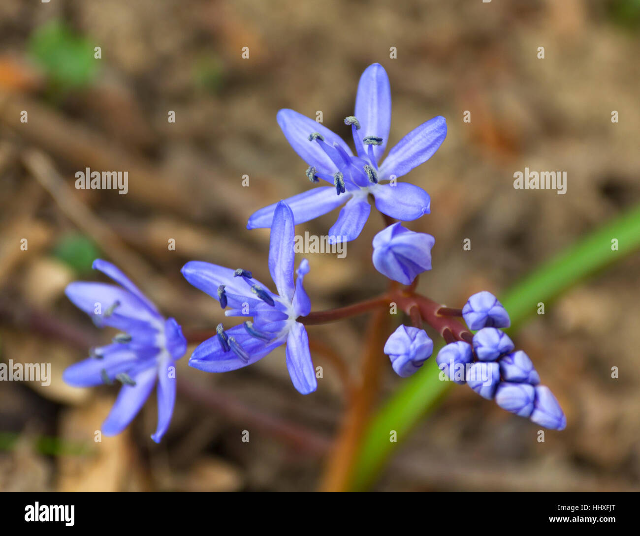 Blue squill hi-res stock photography and images - Alamy