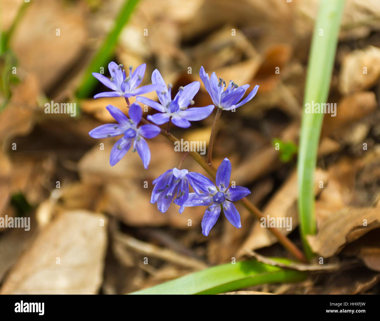 Blue Squill flower closeup Stock Photo - Alamy