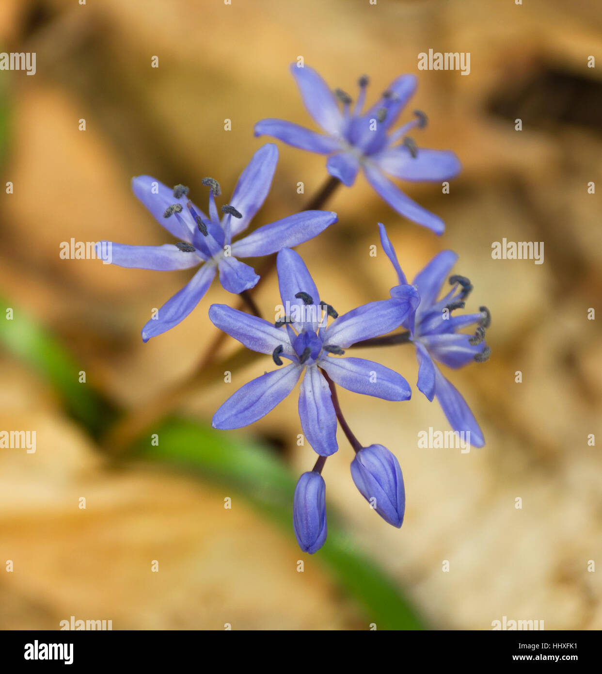 Blue Squill flower closeup Stock Photo - Alamy