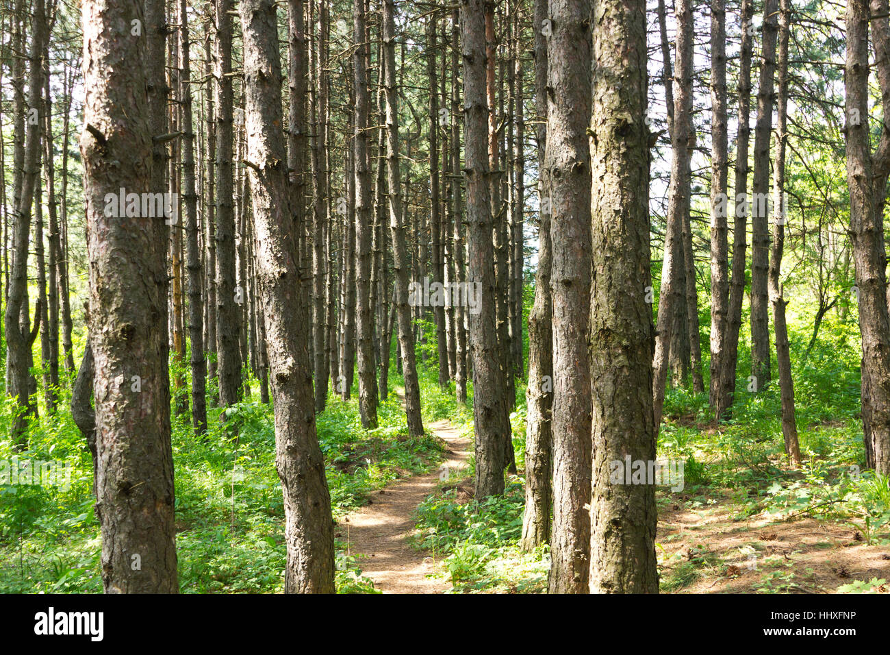 Beautiful landscape with fresh green forest Stock Photo - Alamy