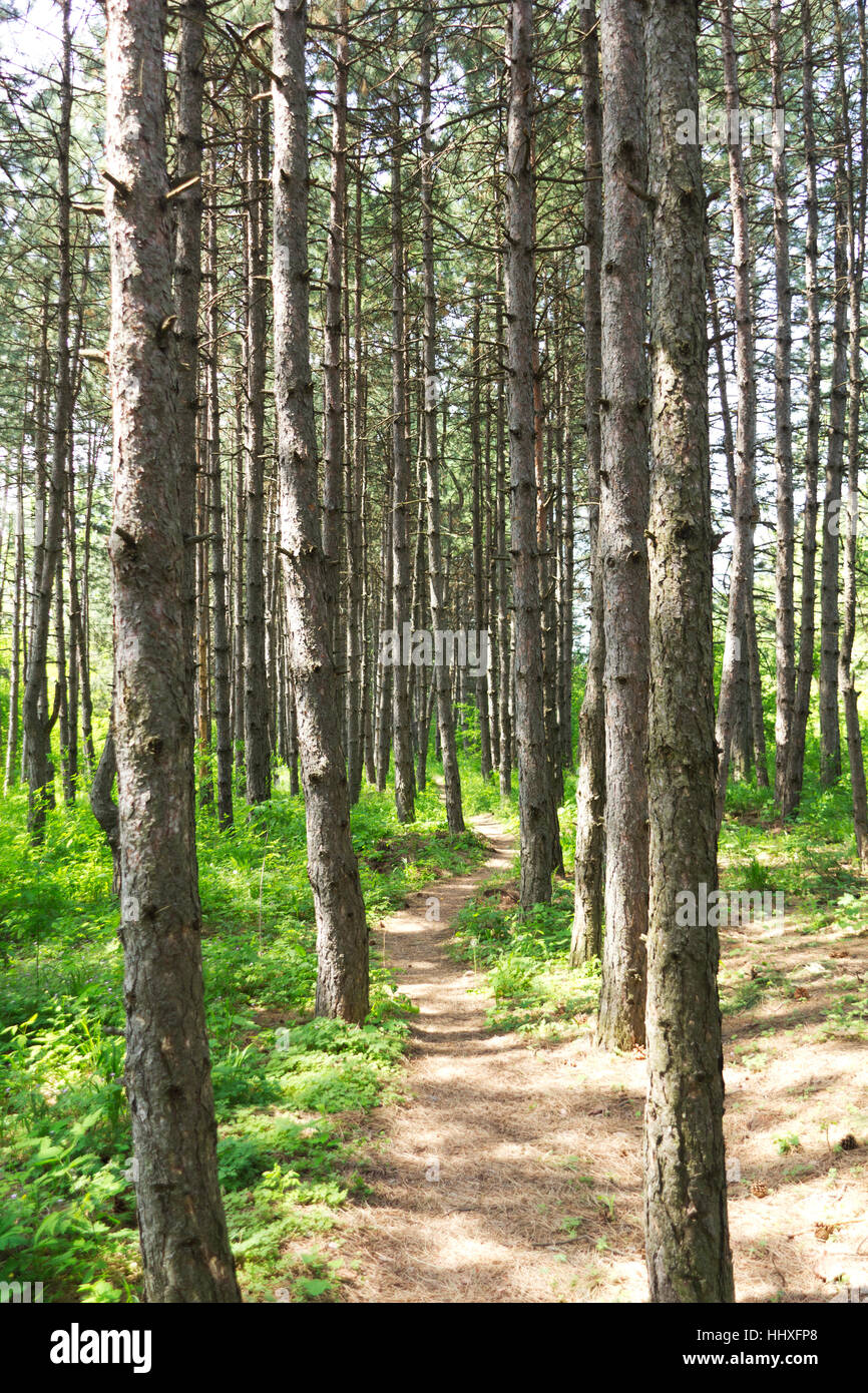 Beautiful landscape with fresh green forest Stock Photo - Alamy
