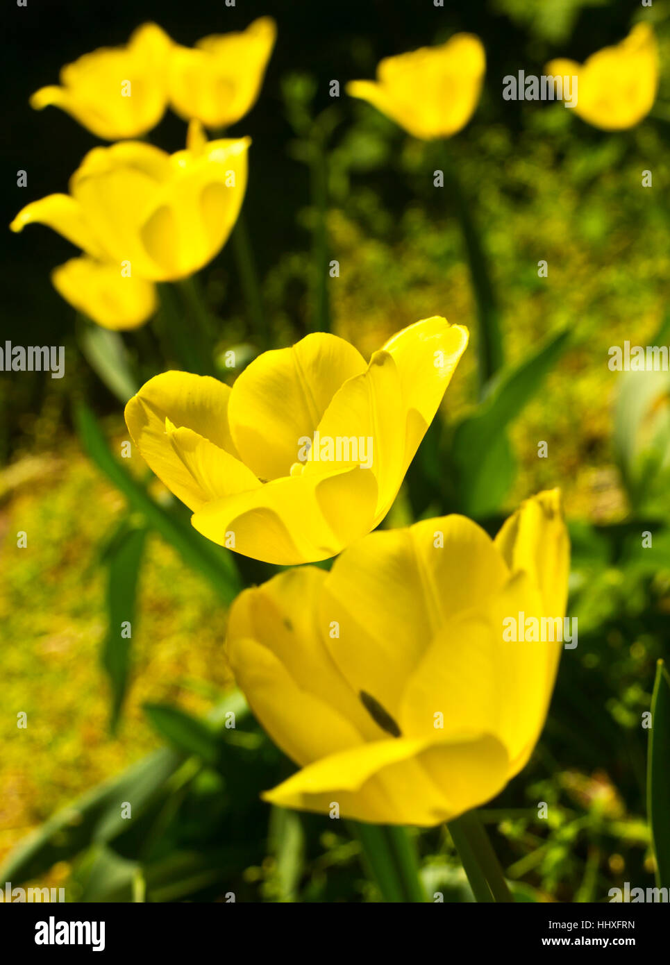 Beautiful yellow tulips in the garden Stock Photo - Alamy