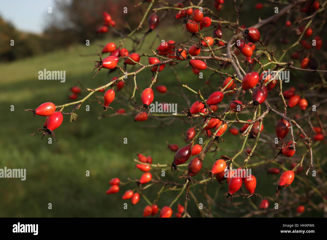 tree, shrub, haws, season, meadow, red, nature, fall, autumn, tree ...