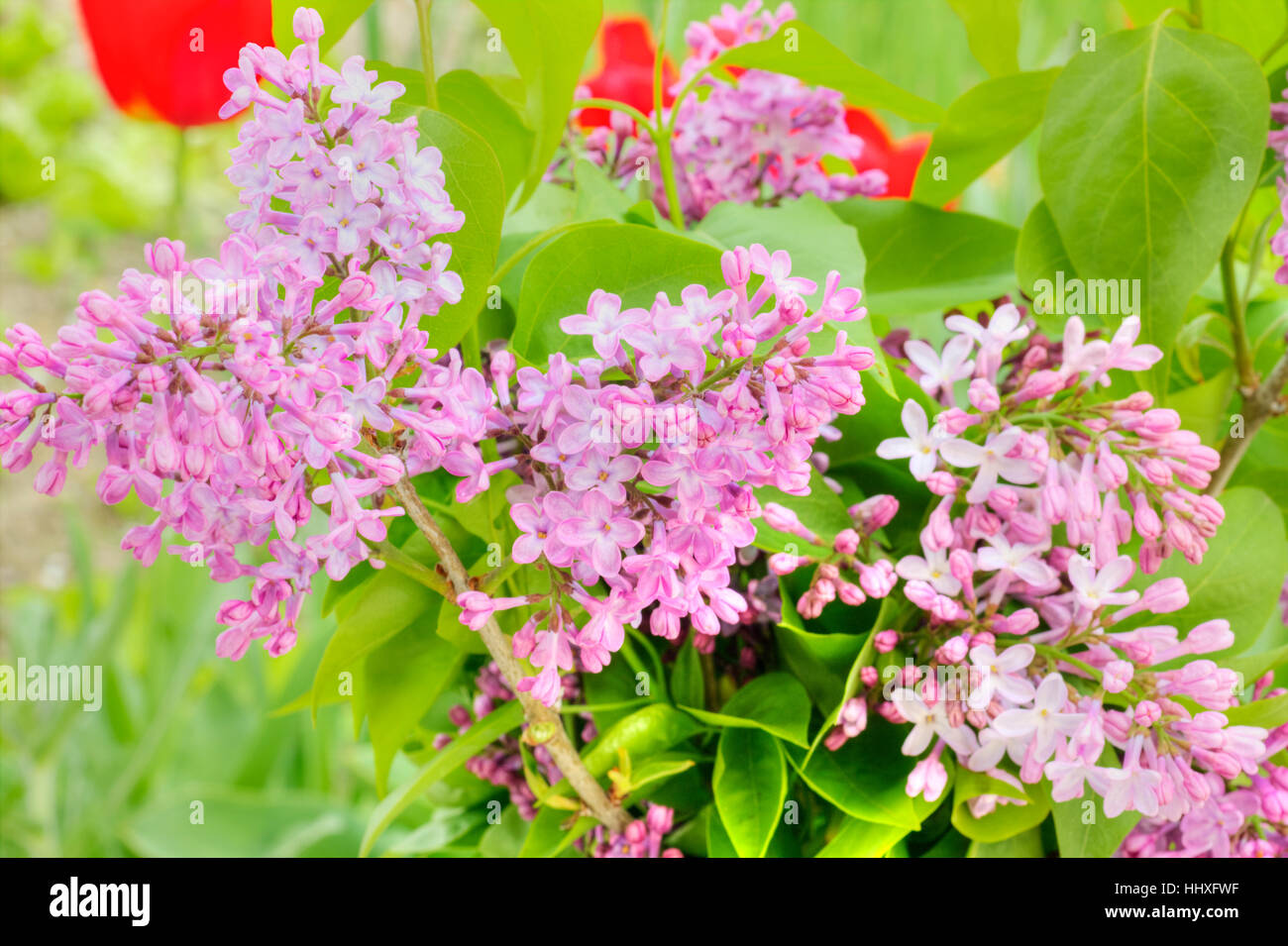Beautiful Lilac flowers closeup Stock Photo - Alamy