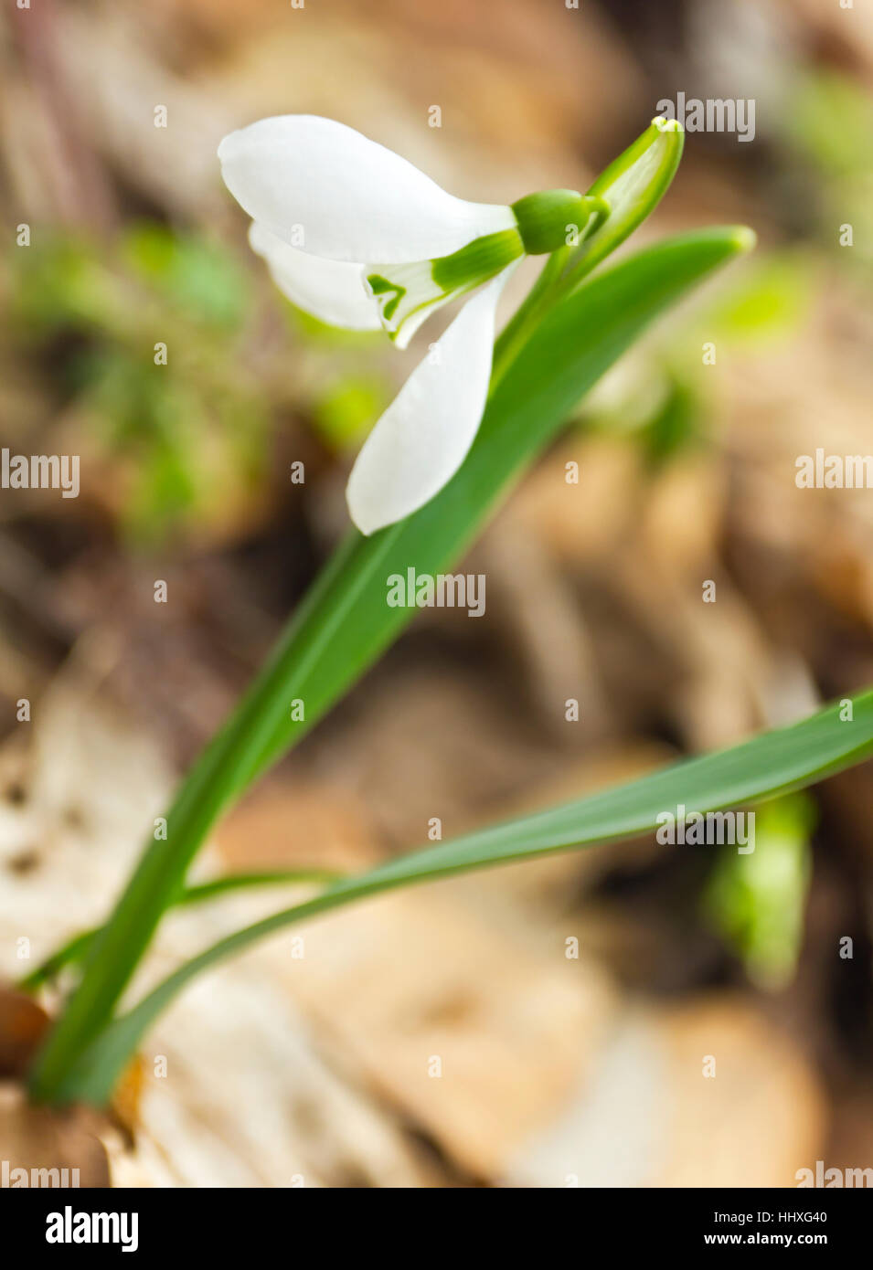 Beautiful snowdrop hi-res stock photography and images - Alamy