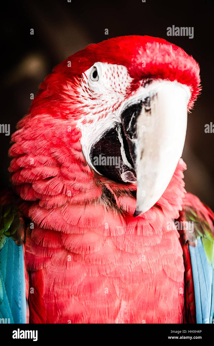 Red Parrot Macaw Stock Photo - Alamy