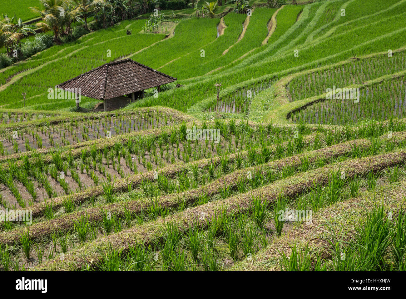 Rice fields in Ubud, Bali Stock Photo - Alamy