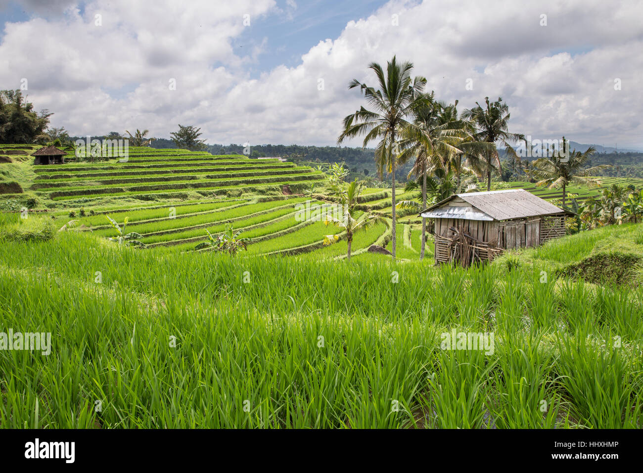 Rice fields in Ubud, Bali Stock Photo - Alamy