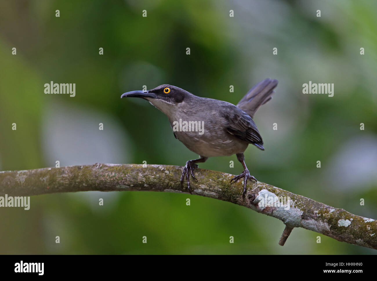 Grey trembler hi-res stock photography and images - Alamy