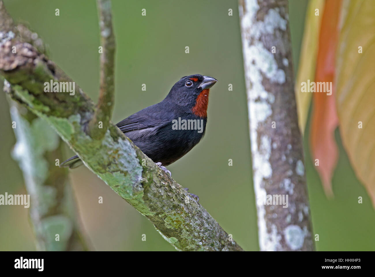 Lesser Antillean Bullfinch (Loxigilla noctis sdateri) adult male Fond ...