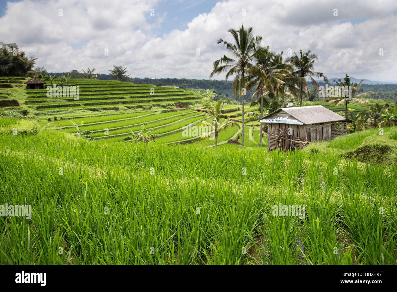 Rice fields in Ubud, Bali Stock Photo - Alamy
