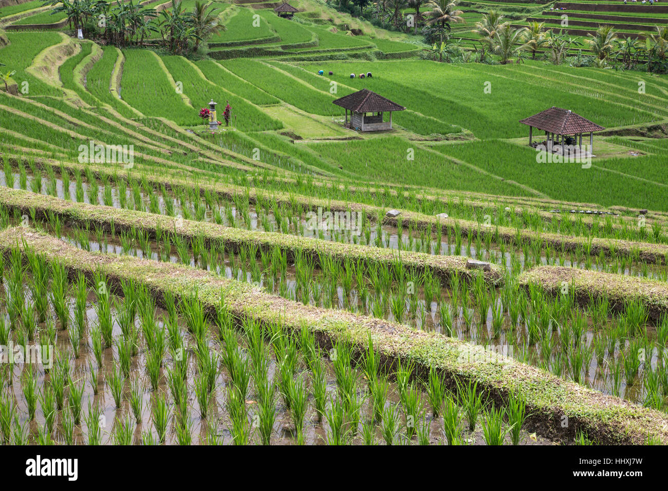 Rice fields in Ubud, Bali Stock Photo - Alamy