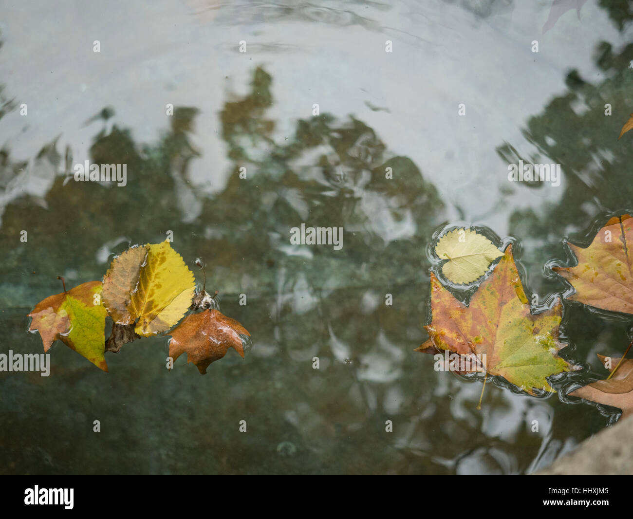 Autumn leaves float in a pond with reflected trees Stock Photo - Alamy