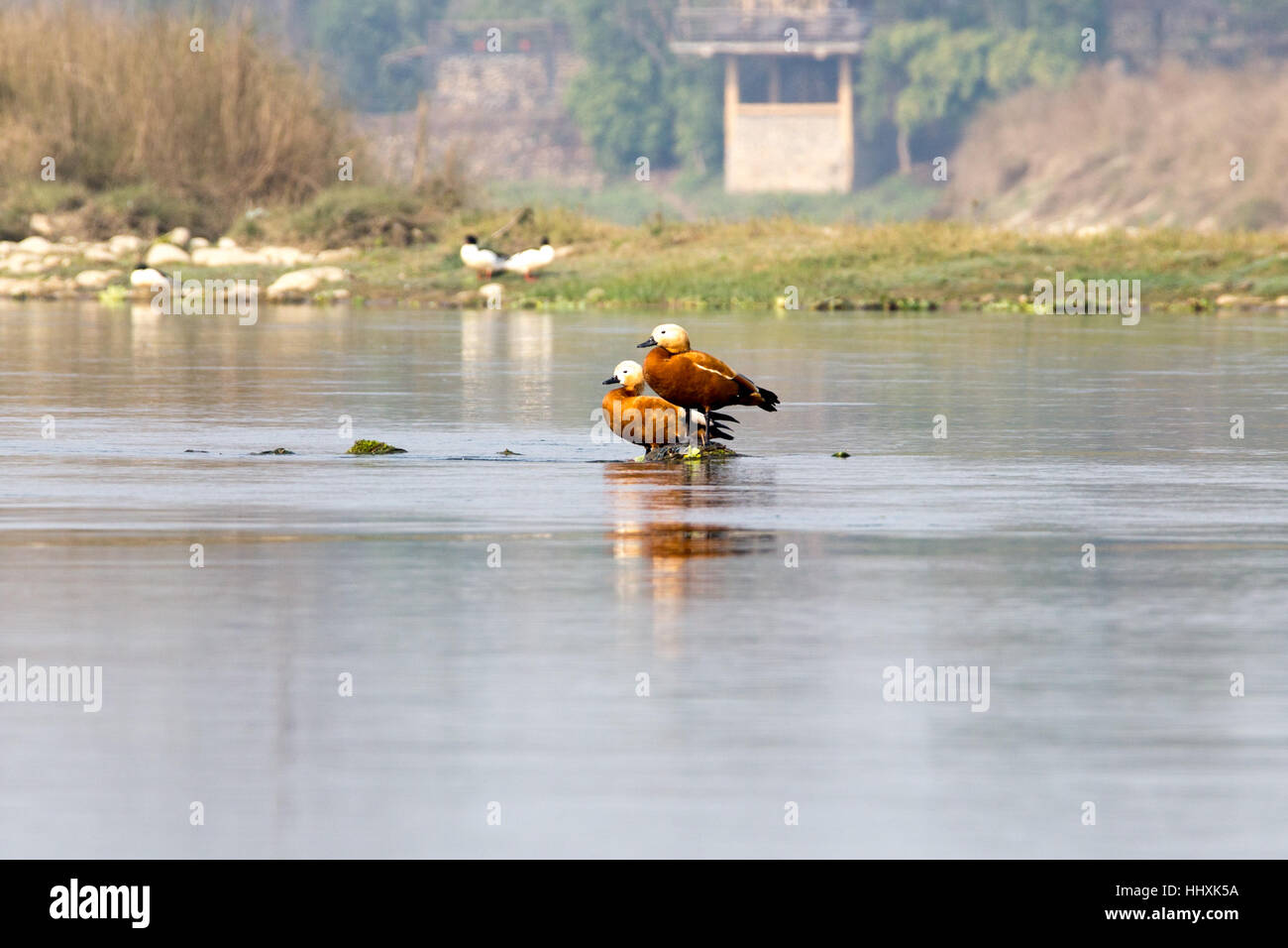 Nepal national bird hi-res stock photography and images - Alamy