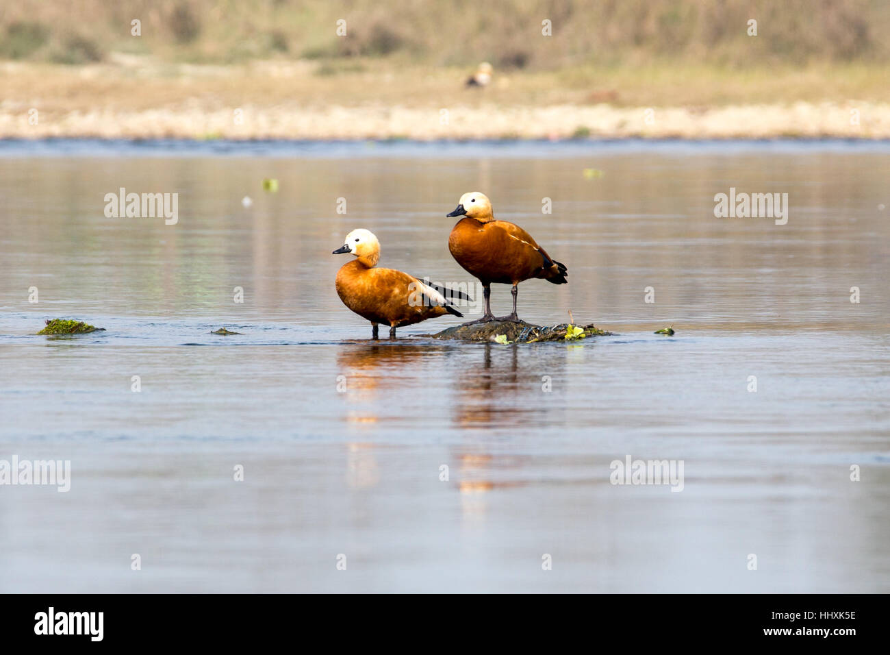 Ruddy shelduck, known in India as the Brahminy duck, Chitwan National ...