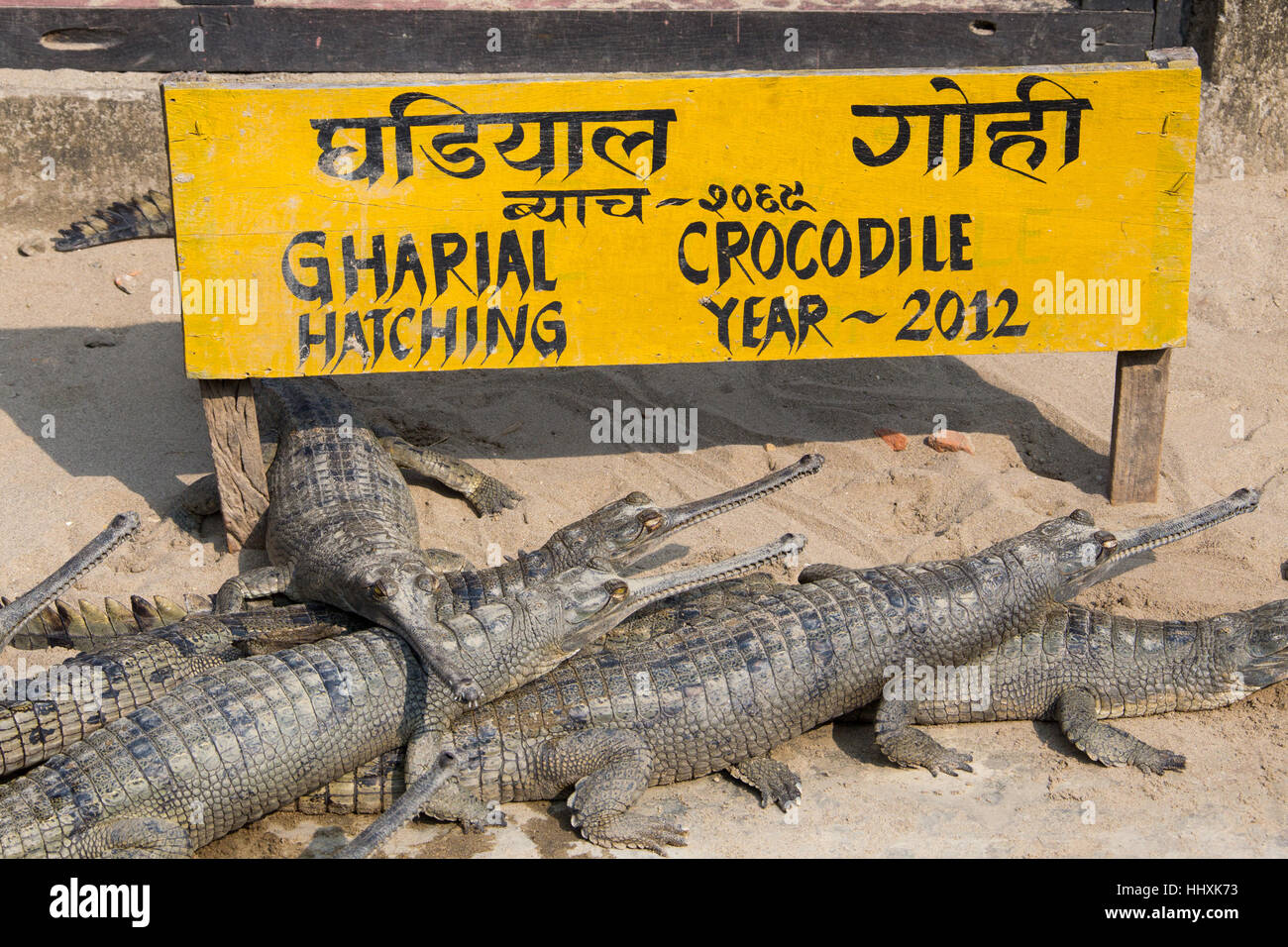 Gharial Crocodile Conservation and Breeding Center, Chitwan National Park, Nepal Stock Photo - Alamy