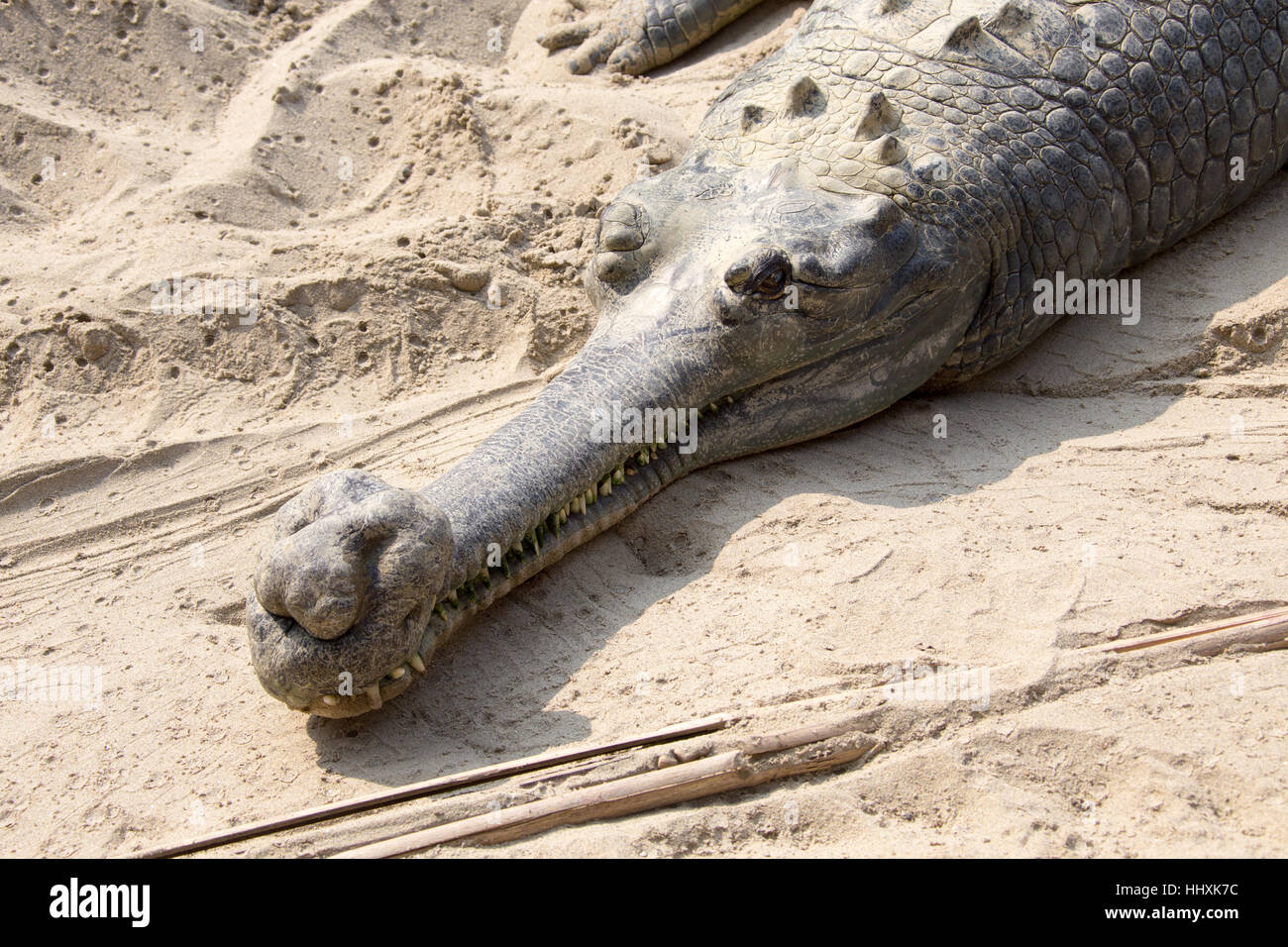 Gharial crocodile breeding center hi-res stock photography and images - Alamy