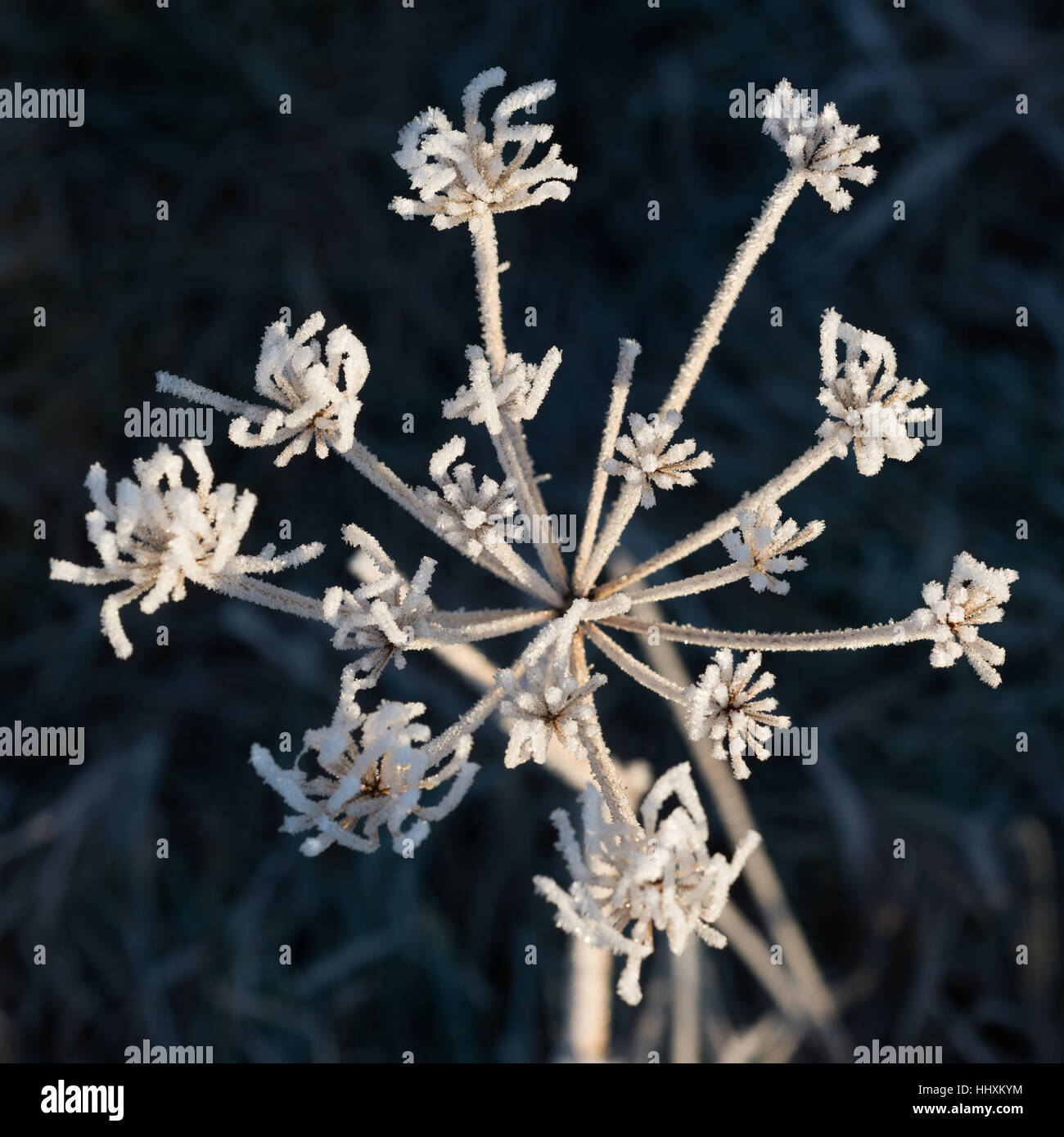 Pignut hi-res stock photography and images - Alamy