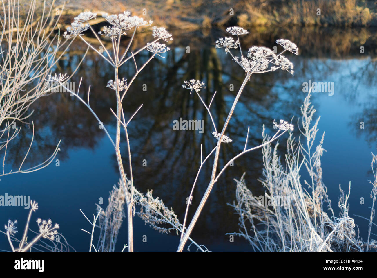 Pignut hi-res stock photography and images - Alamy