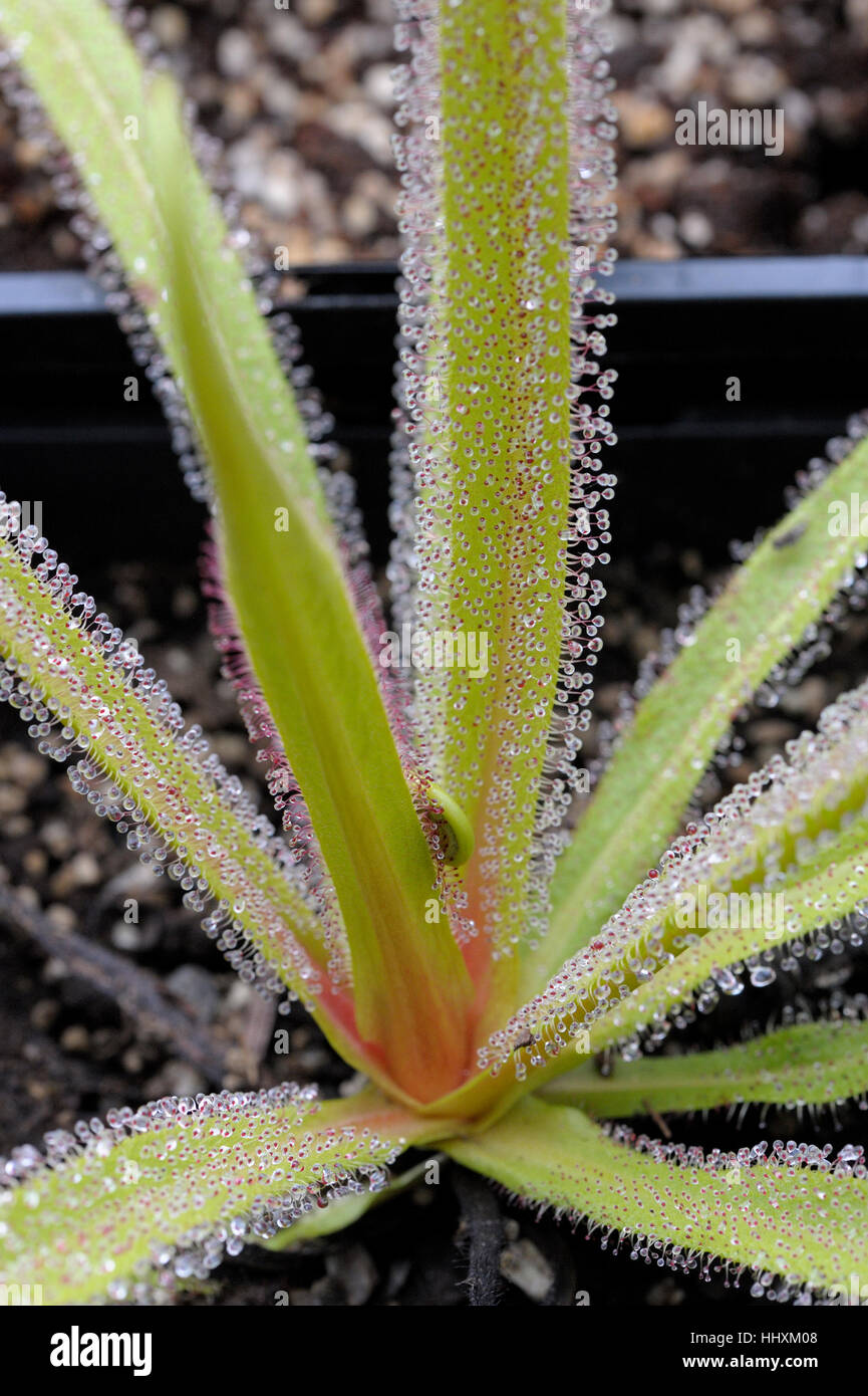 King sundew drosera regia hi-res stock photography and images - Alamy