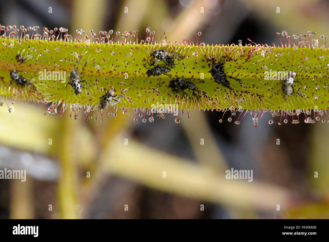 Drosera regia, the King Sundew Stock Photo - Alamy