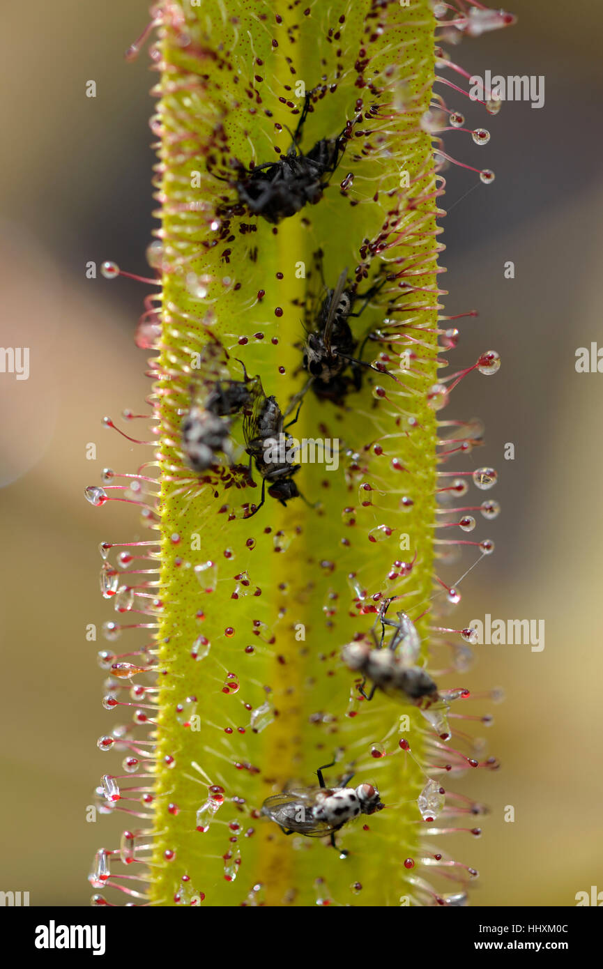 Drosera regia, the King Sundew Stock Photo - Alamy