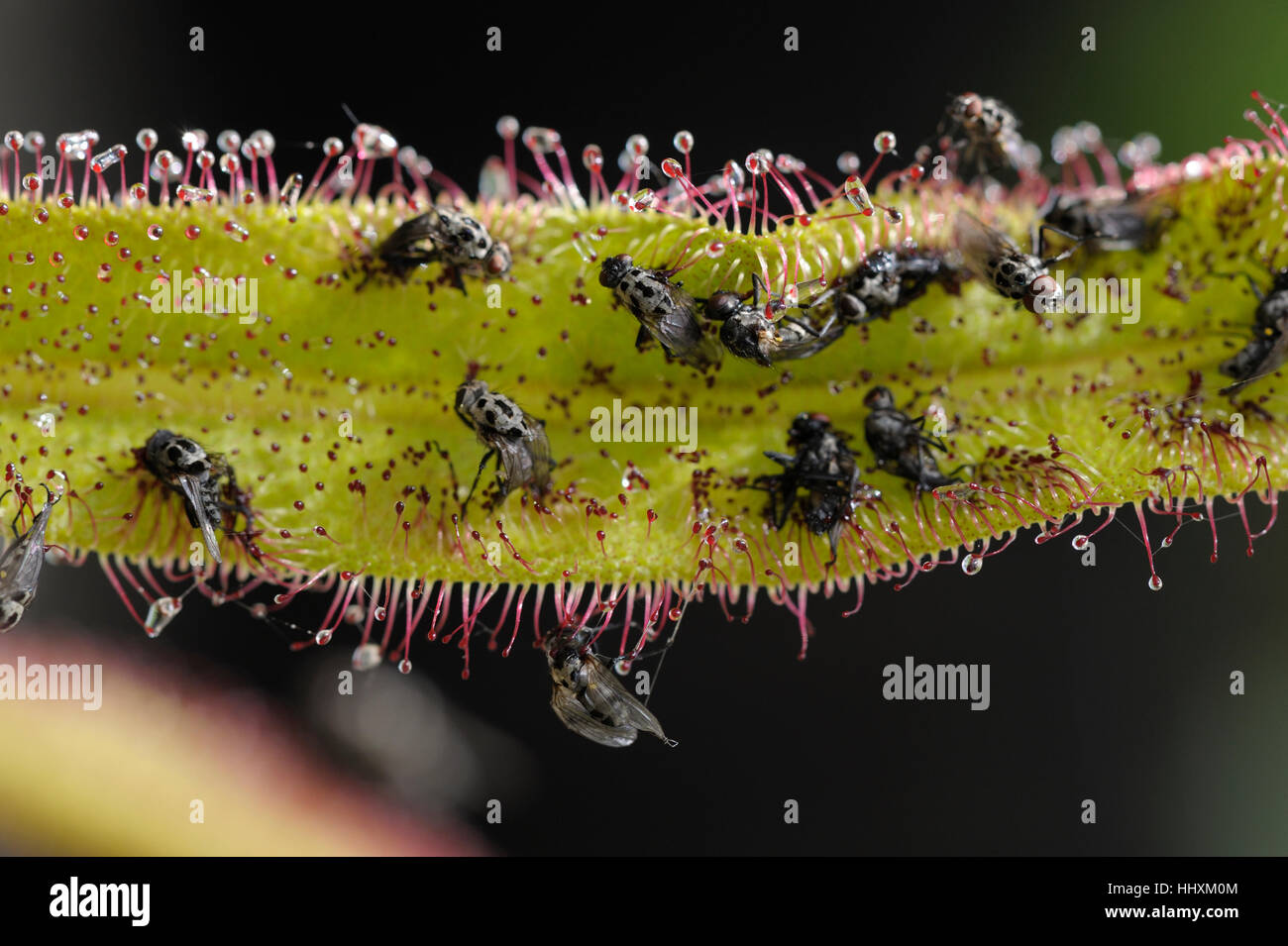 Drosera regia, the King Sundew Stock Photo - Alamy