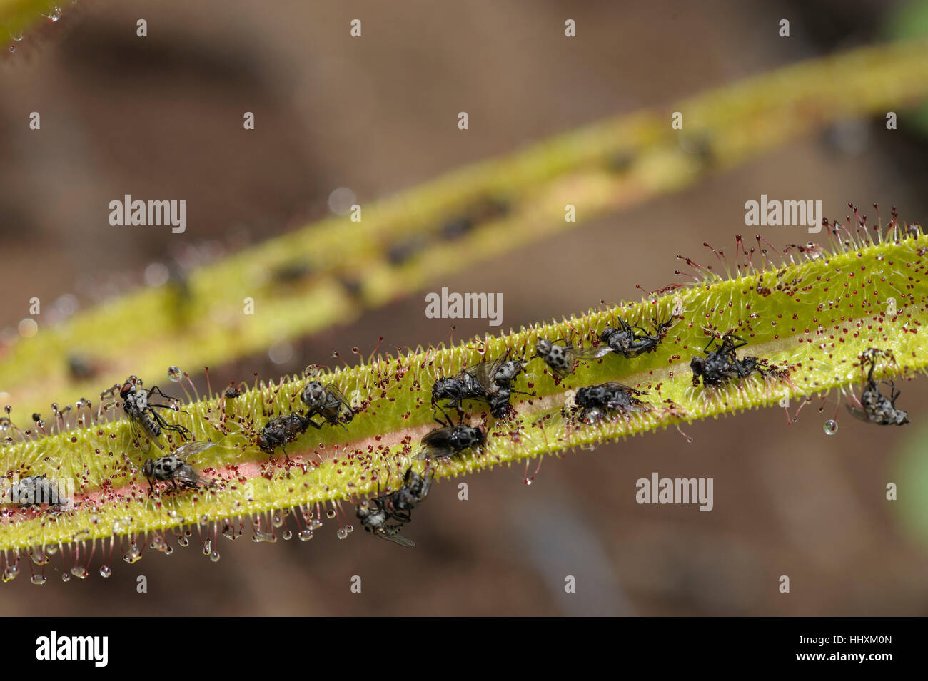 Drosera regia, the King Sundew Stock Photo - Alamy