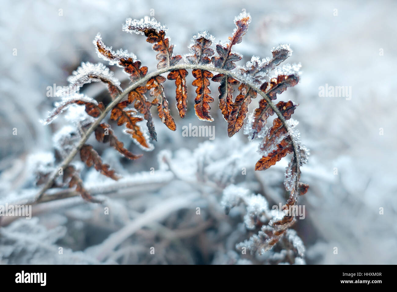 Frozen bracken hi-res stock photography and images - Alamy