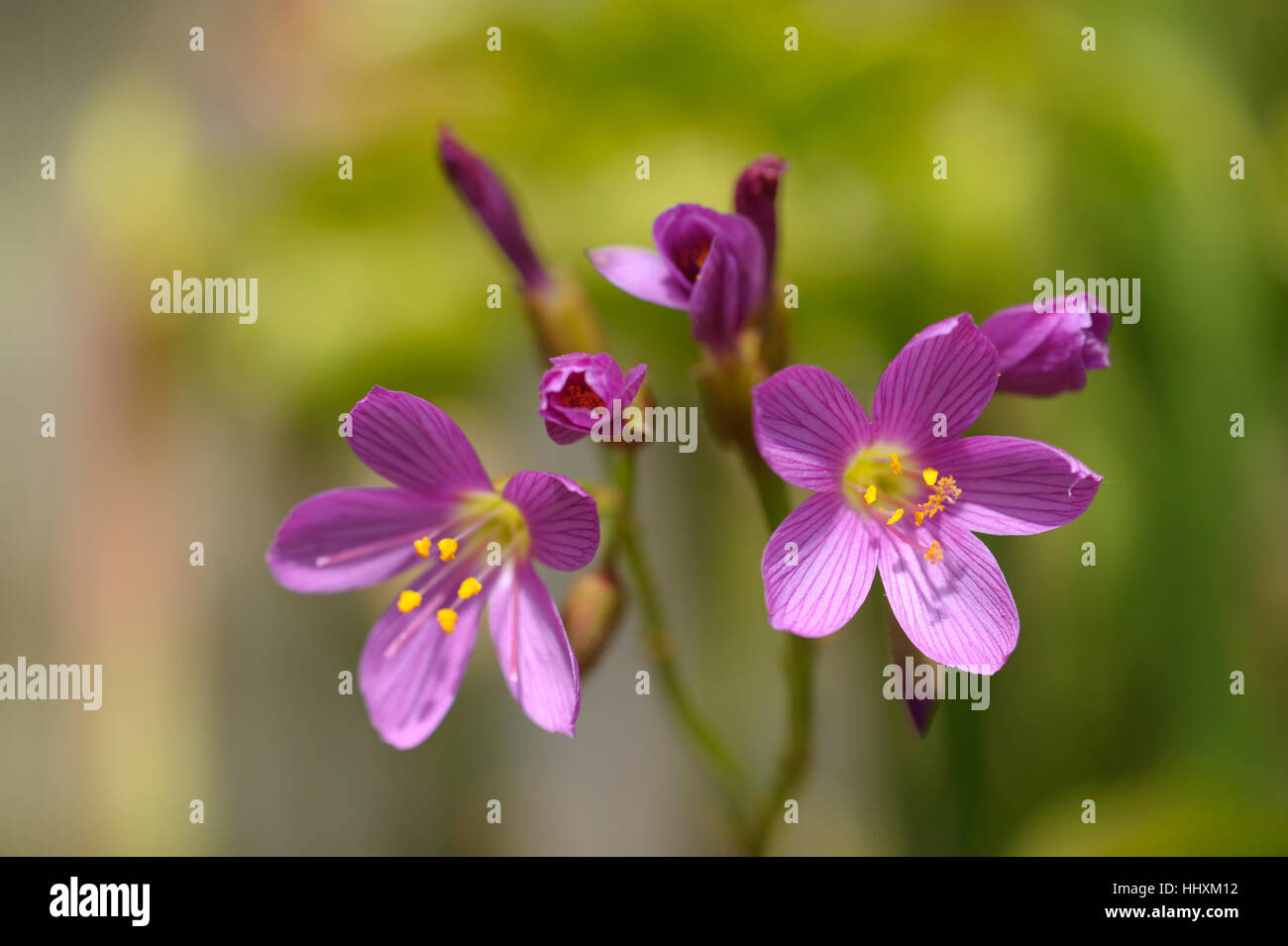Drosera regia king sundew hi-res stock photography and images - Alamy