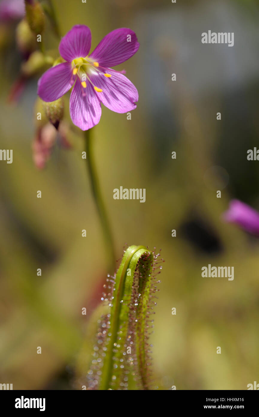 Drosera regia, the King Sundew Stock Photo - Alamy
