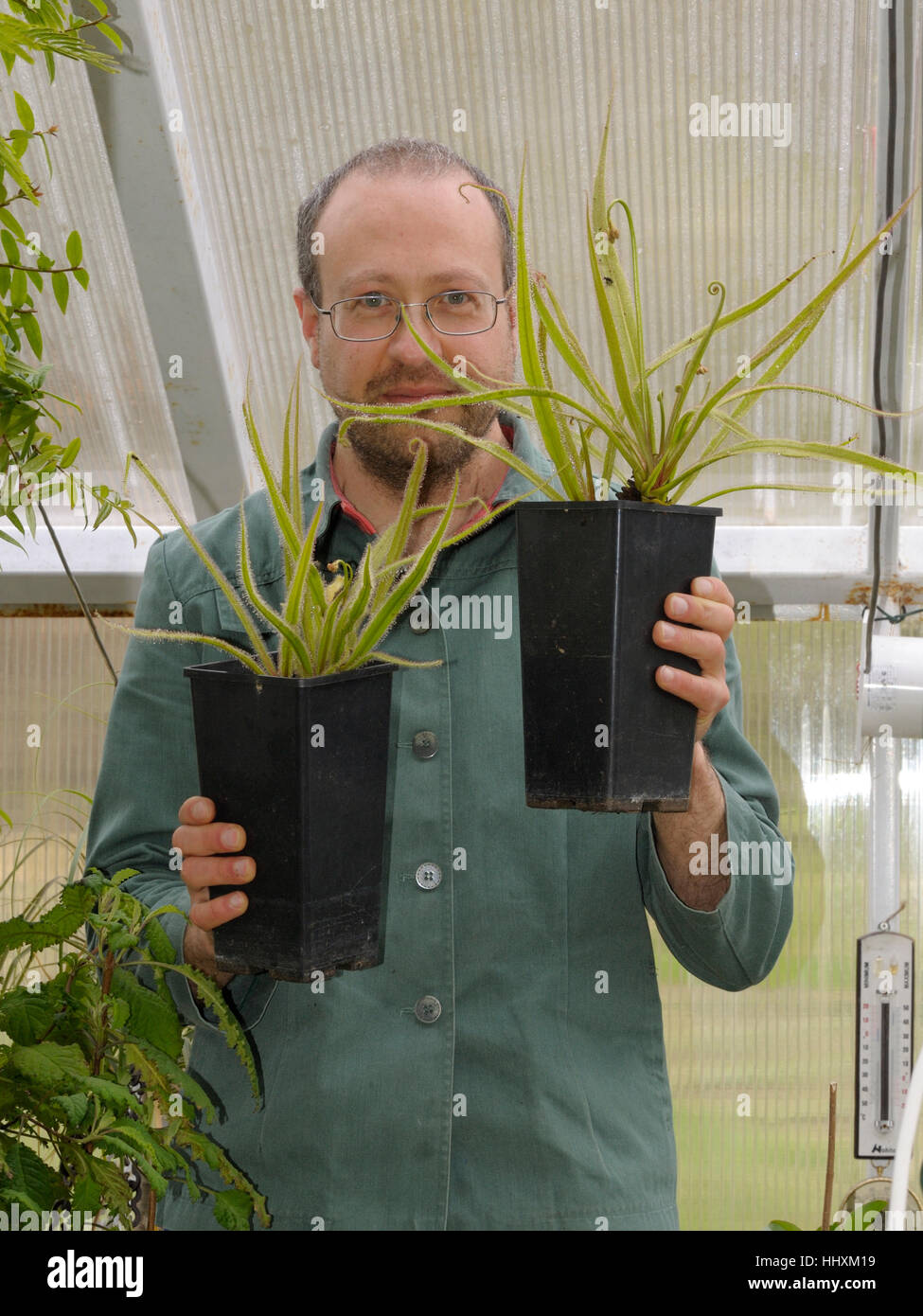 Drosera regia, the King Sundew Stock Photo - Alamy