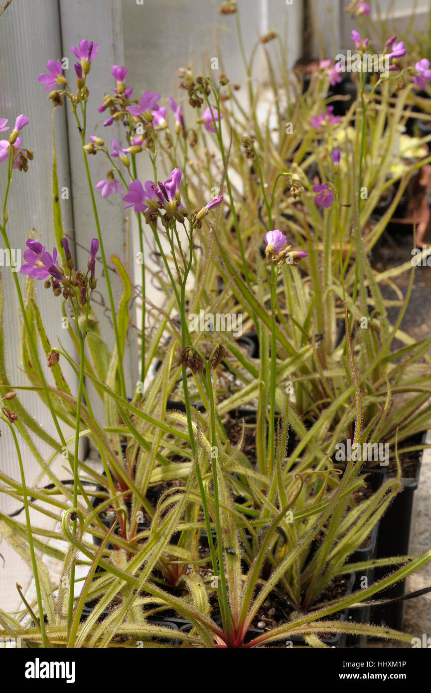 Drosera regia, the King Sundew Stock Photo - Alamy