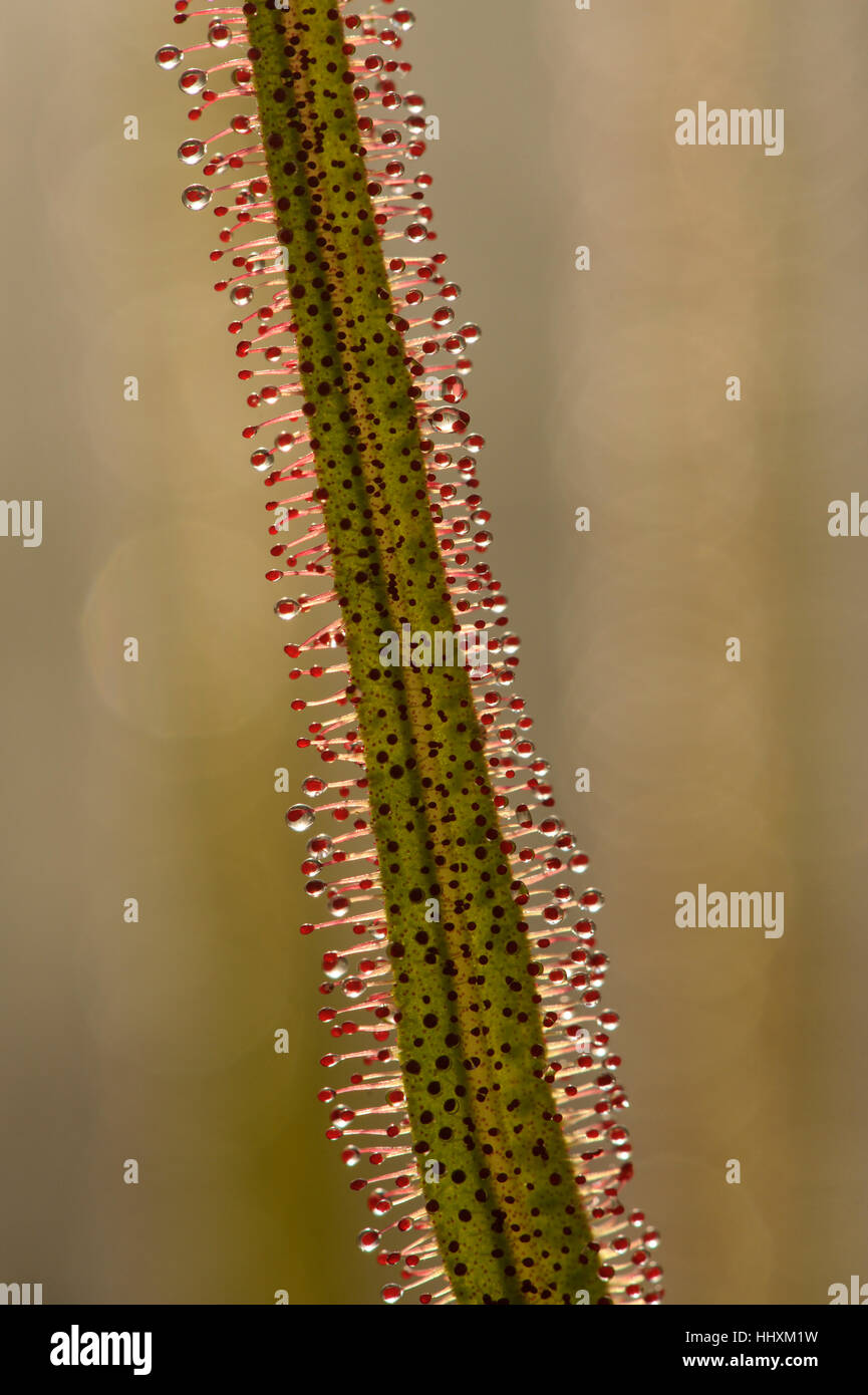 Drosera regia, the King Sundew Stock Photo - Alamy