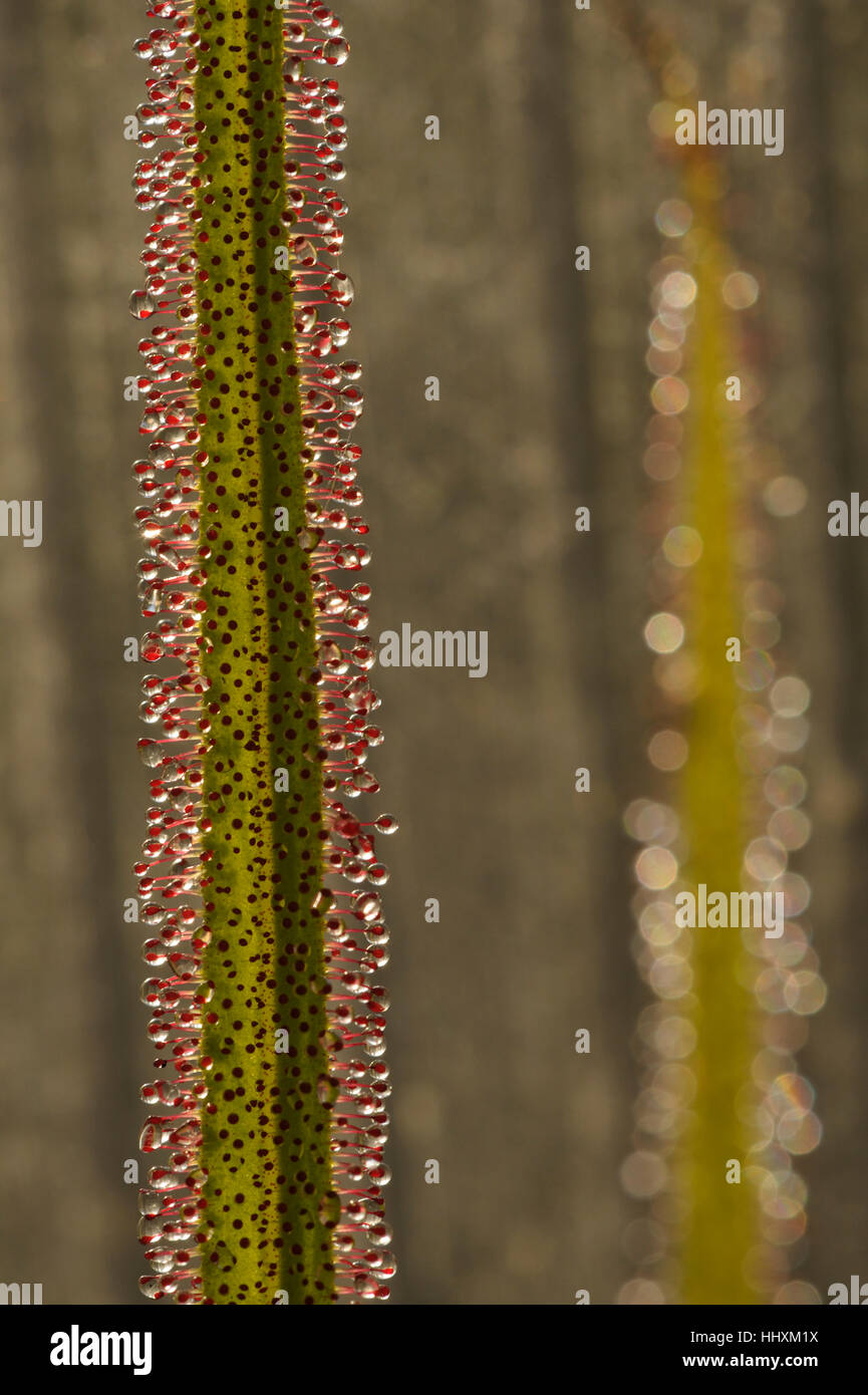Drosera regia, the King Sundew Stock Photo - Alamy