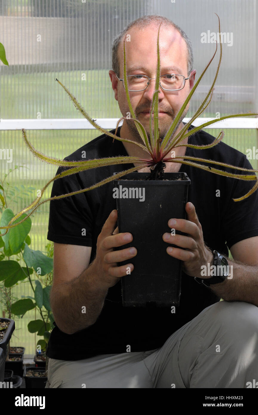 Drosera regia, the King Sundew Stock Photo - Alamy