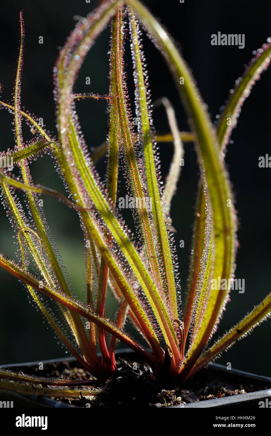 Drosera regia, the King Sundew Stock Photo - Alamy