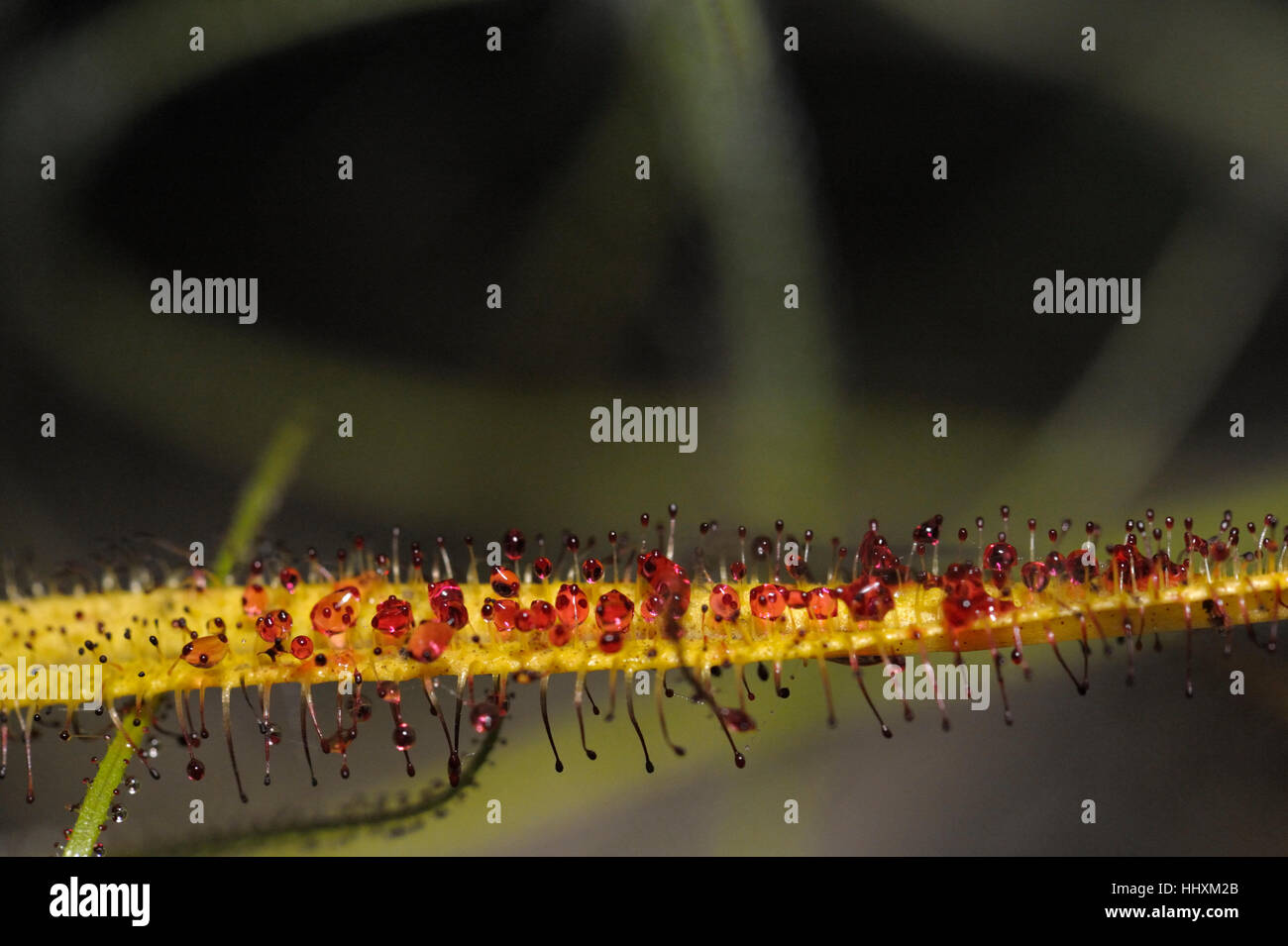 Drosera regia, the King Sundew Stock Photo - Alamy