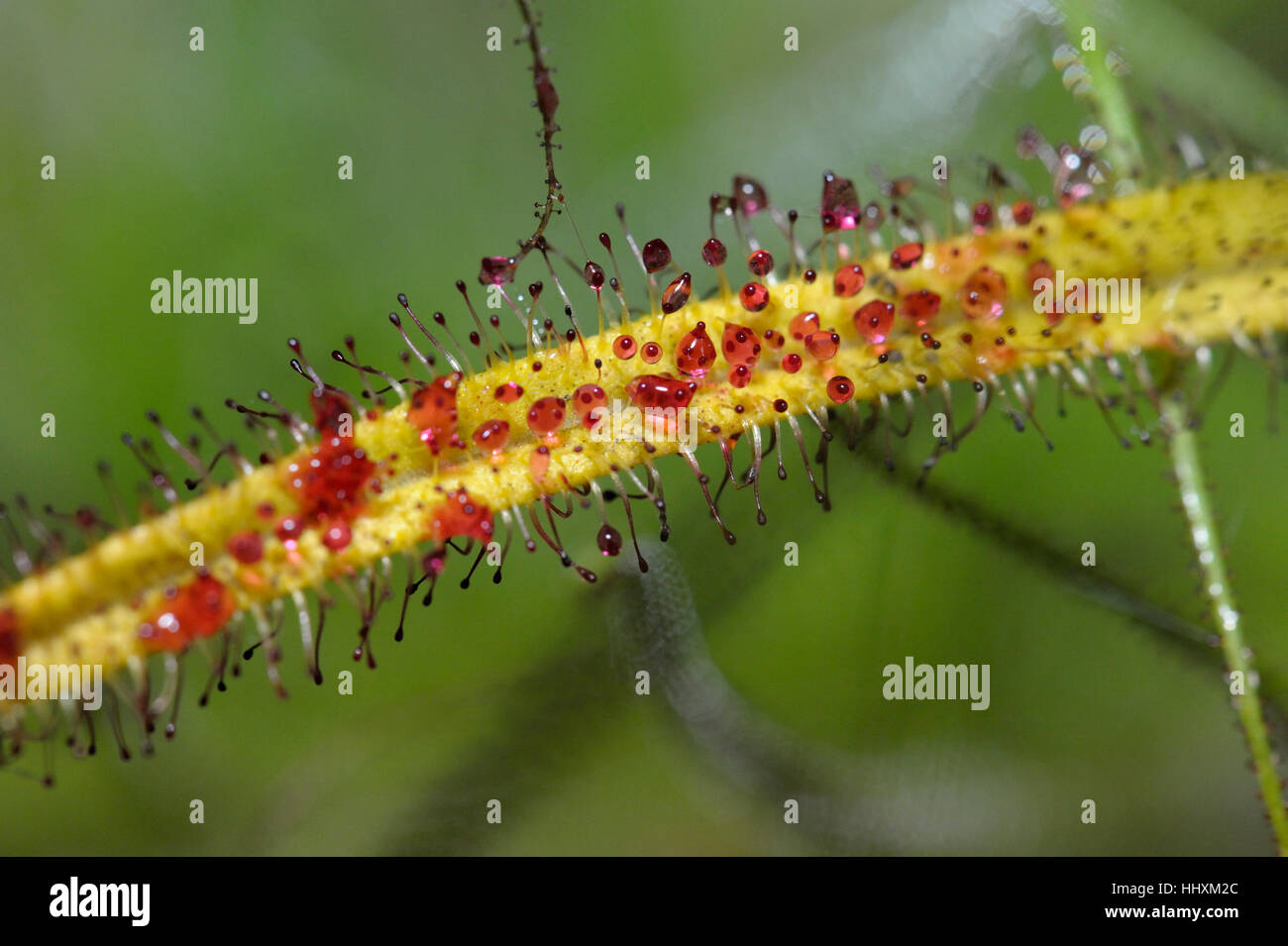 King Sundew Drosera Regia High Resolution Stock Photography and Images ...