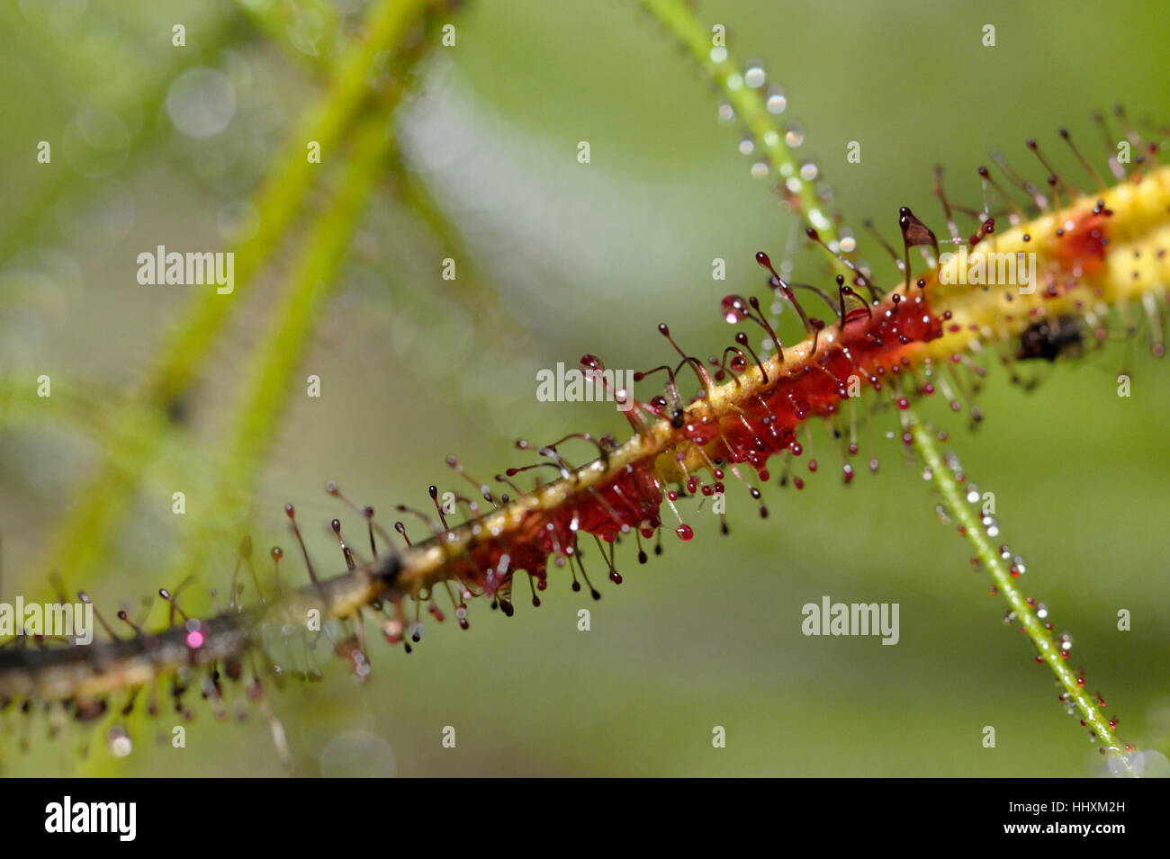 Drosera regia, the King Sundew Stock Photo - Alamy